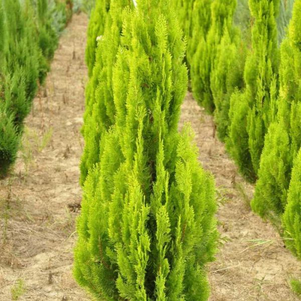 Tuia columnară/piramidală - Thuja Pyramidalis Compacta de vânzare ...