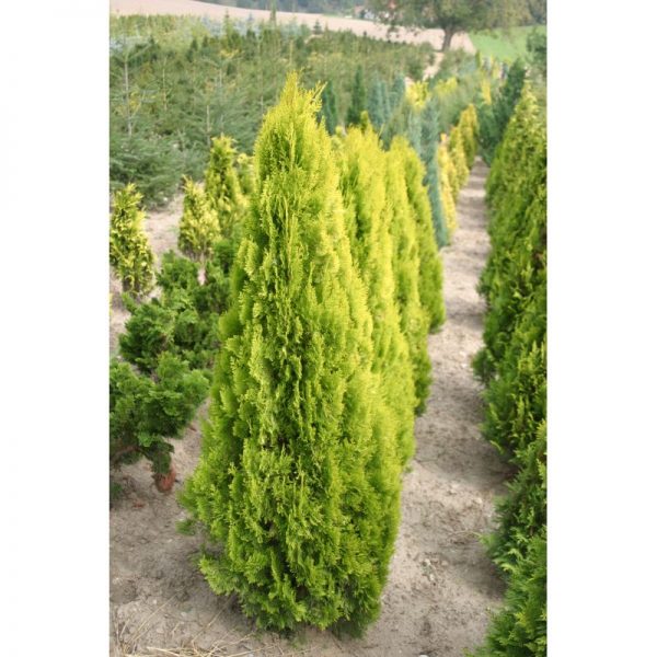 Tuia columnară/piramidală - Thuja Pyramidalis Compacta de vânzare ...