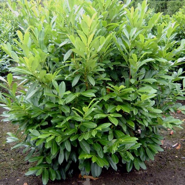 Laur englezesc (Prunus laurocerasus) de vânzare | Copacei.ro ...