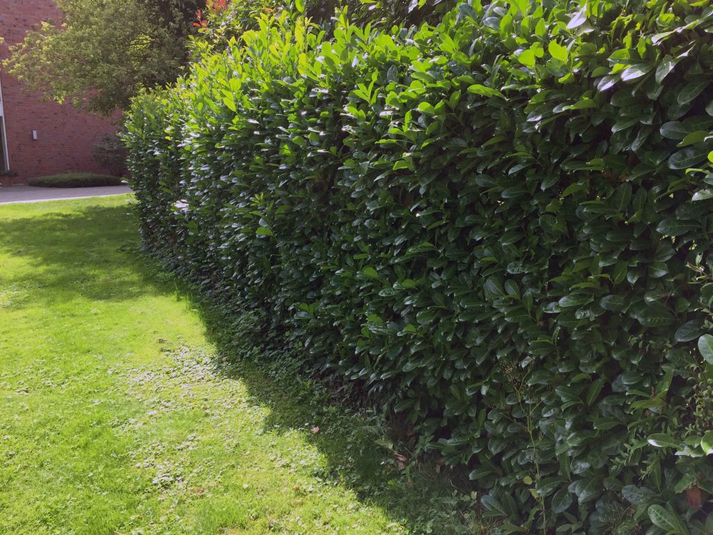 Prunus laurocerasus Caucasica - Laur englezesc/dafin sălbatic de ...