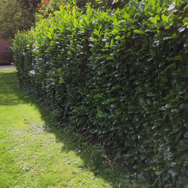 Laur englezesc (Prunus laurocerasus) de vânzare | Copacei.ro ...