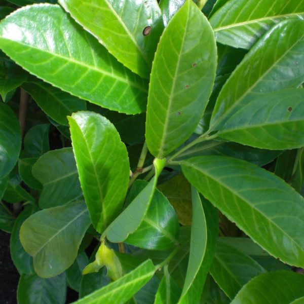 Laur englezesc (Prunus laurocerasus) de vânzare | Copacei.ro ...