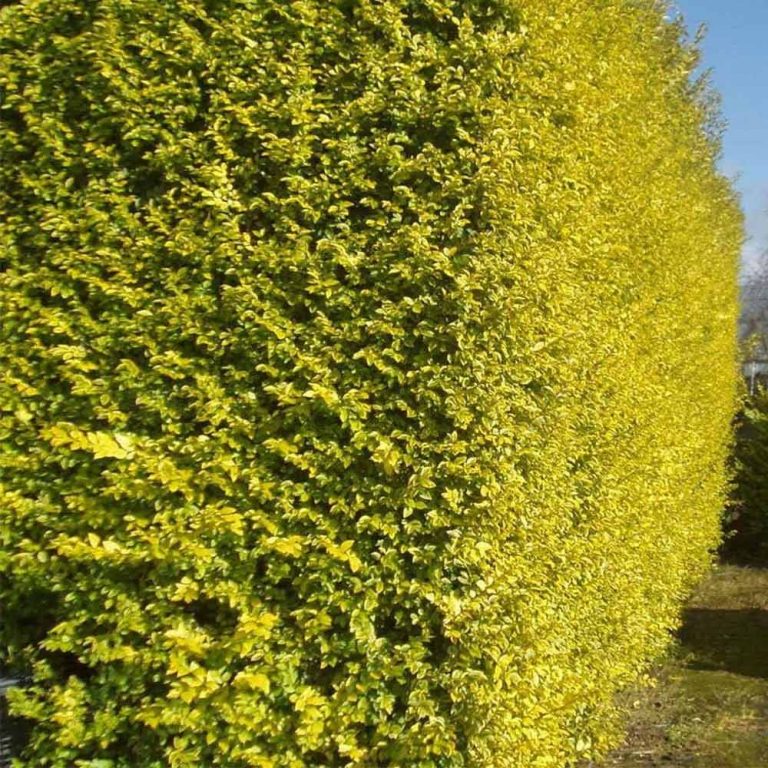 Lemn câinesc auriu (Ligustrum ovalifolium Aureum) de vânzare | Copacei ...