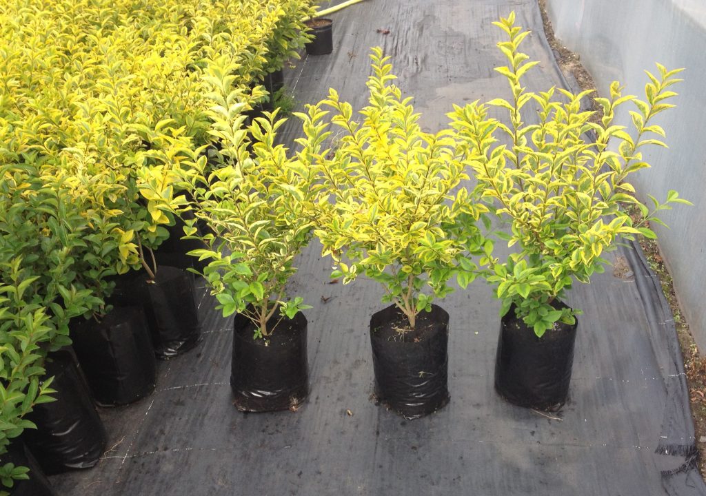 Lemn câinesc auriu (Ligustrum ovalifolium Aureum) de vânzare | Copacei ...
