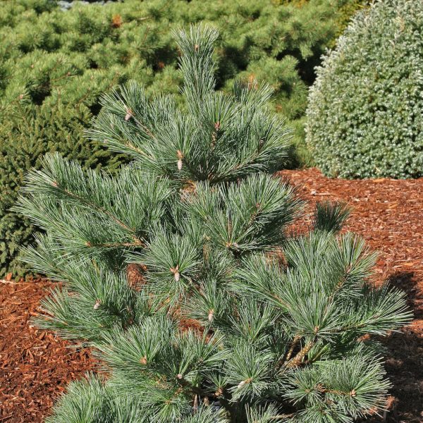 Pin pitic - Pinus mugo pumilio de vânzare | Copacei.ro - Pepiniera Zalău