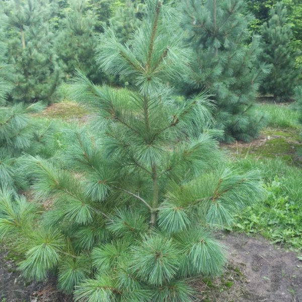 Pin pitic - Pinus mugo pumilio de vânzare | Copacei.ro - Pepiniera Zalău
