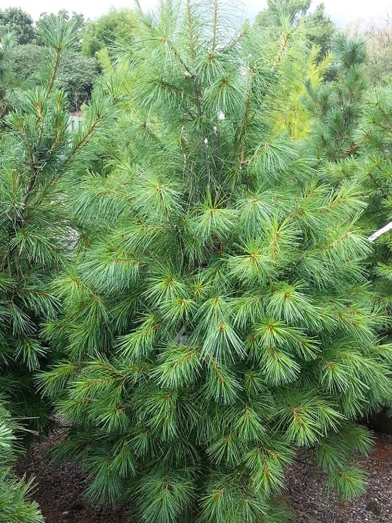 Pinus strobus - pin de vânzare | Copacei.ro - Pepiniera Zalău