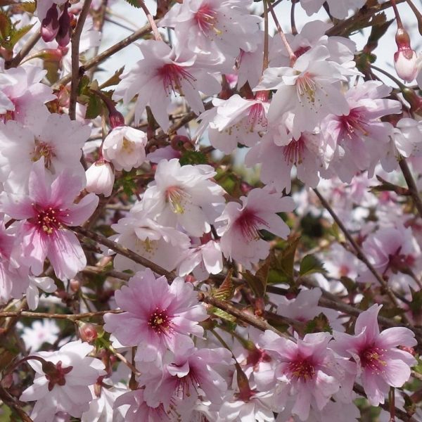 Prunus laurocerasus Novita - Laur englezesc/dafin sălbatic de vânzare ...