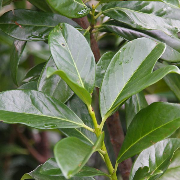 Laur englezesc (Prunus laurocerasus) de vânzare | Copacei.ro ...