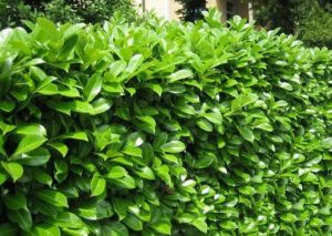 Prunus laurocerasus Novita - Laur englezesc/dafin sălbatic de vânzare ...