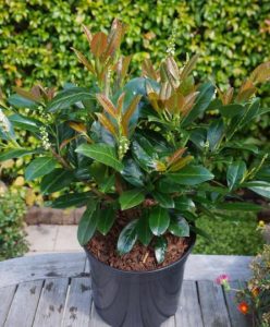 Prunus laurocerasus Titan - Laur englezesc pitic de vânzare | Copacei ...