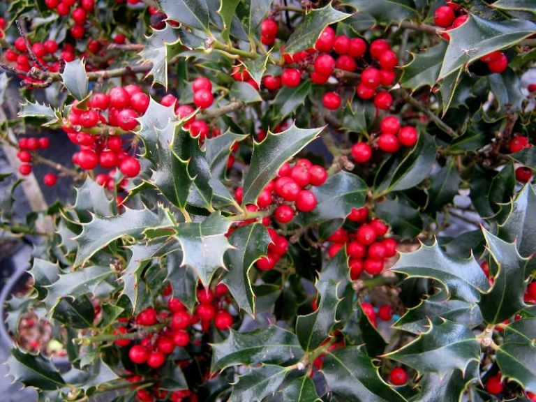 Ilex aquifolium Alaska - Laur cu bobițe roșii de vânzare | Copacei.ro ...