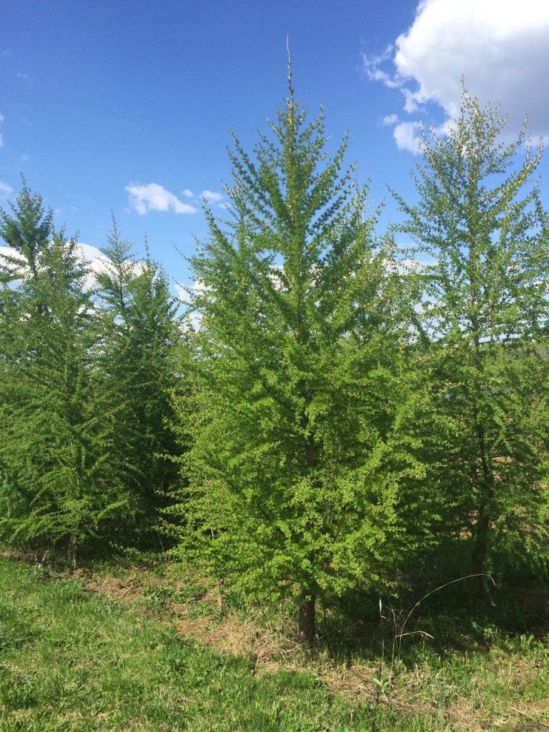 Larix decidua (larice, zadă) de vânzare | Copacei.ro - Pepiniera Zalău