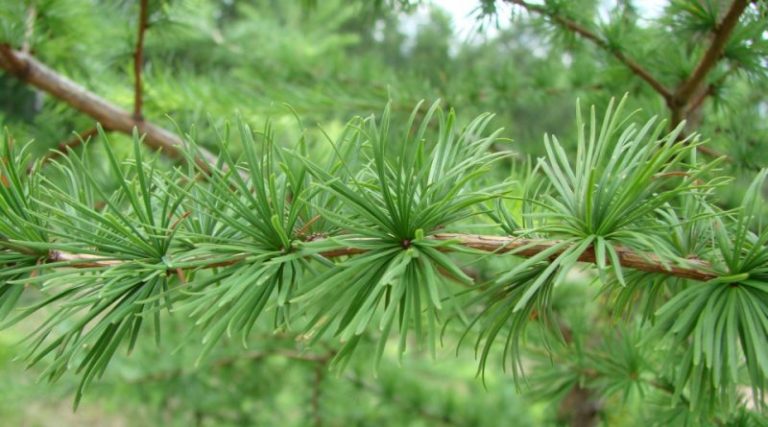 Larix decidua (larice, zadă) de vânzare | Copacei.ro - Pepiniera Zalău
