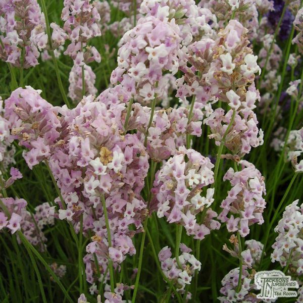 Lavandă roz (Lavandula Rosea) de vânzare | Copacei.ro - Pepiniera Zalău