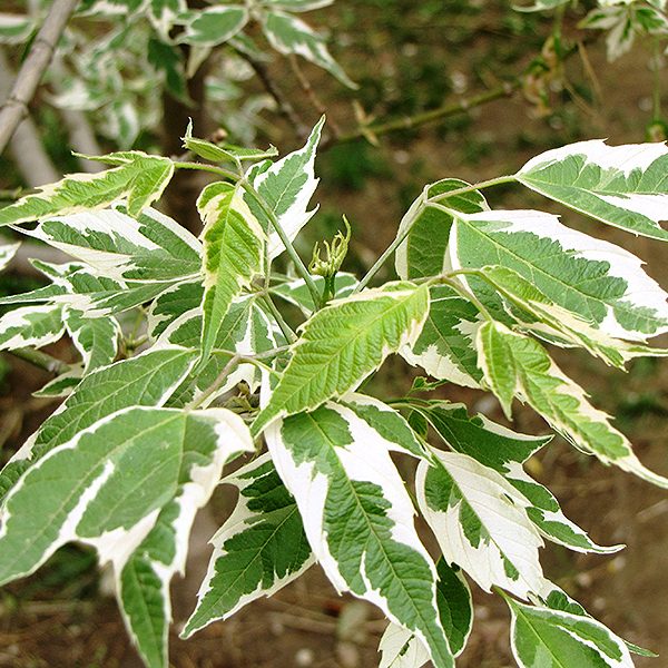 Copaci ornamentali și arbori de vânzare | Copacei.ro - Pepiniera Zalău