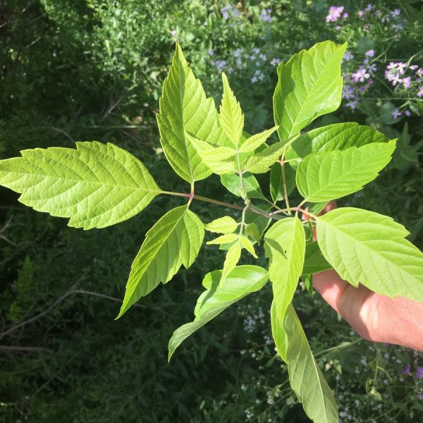Arțar - Acer platanoides Crimson Sentry (Frunze vișinii) de vânzare ...