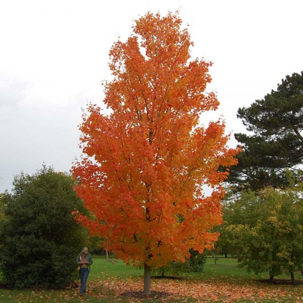 Copaci ornamentali și arbori de vânzare | Copacei.ro - Pepiniera Zalău