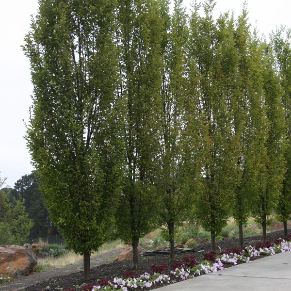 Carpinus betulus Fastigiata (Carpen columnar) de vânzare | Copacei.ro ...