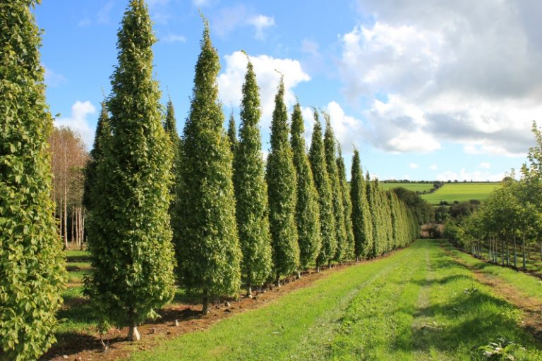 Carpinus betulus Fastigiata (Carpen columnar) de vânzare | Copacei.ro ...