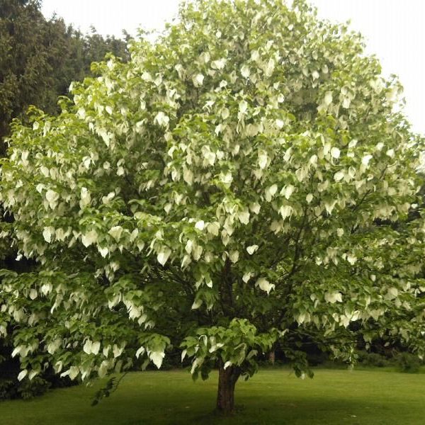 Copaci ornamentali și arbori de vânzare | Copacei.ro - Pepiniera Zalău ...
