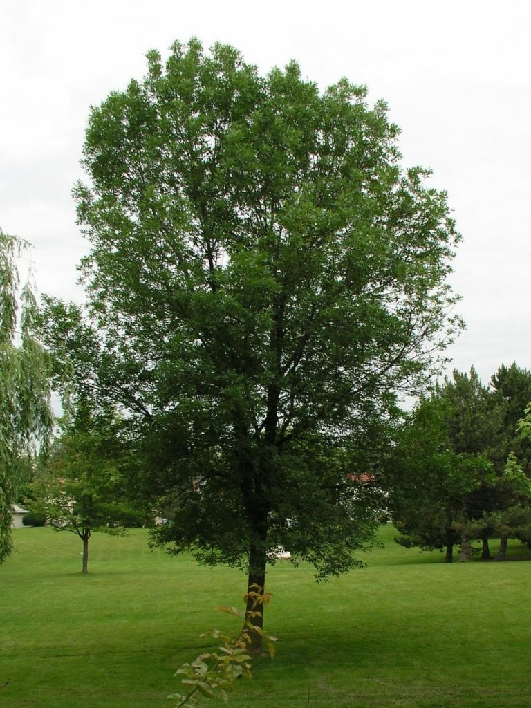 Fraxinus americana - frasin american de vânzare | Copacei.ro ...