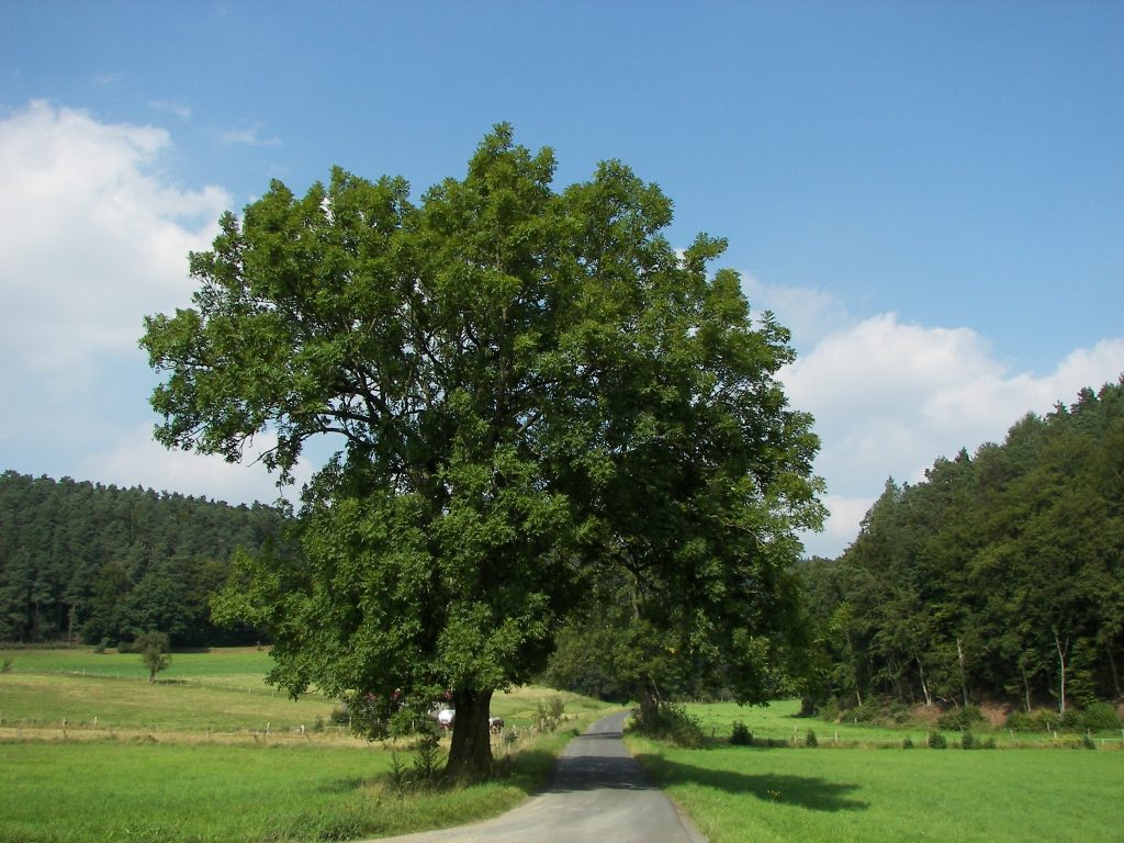 Fraxinus excelsior - frasin comun de vânzare | Copacei.ro - Pepiniera Zalău