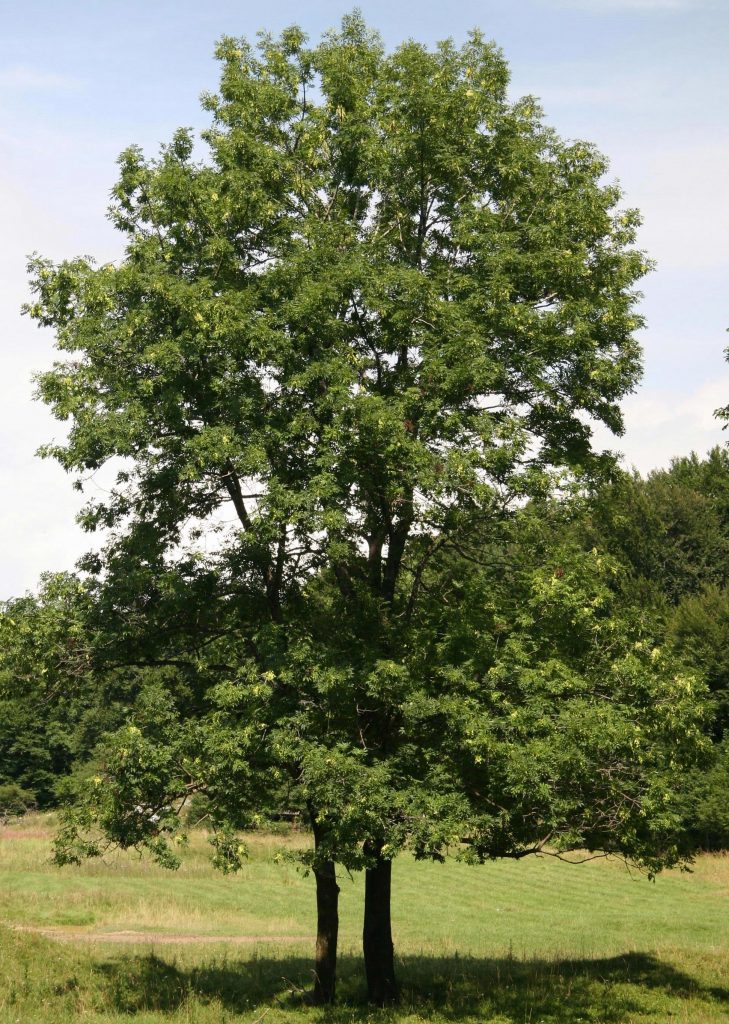 Fraxinus excelsior - frasin comun de vânzare | Copacei.ro - Pepiniera Zalău