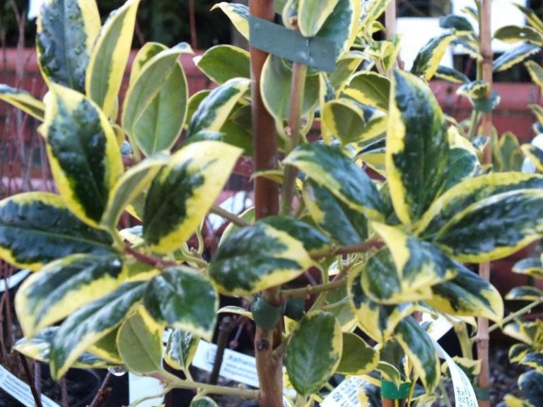 Ilex aquifolium Silver van Tol (Laur argintiu) de vânzare | Copacei.ro ...