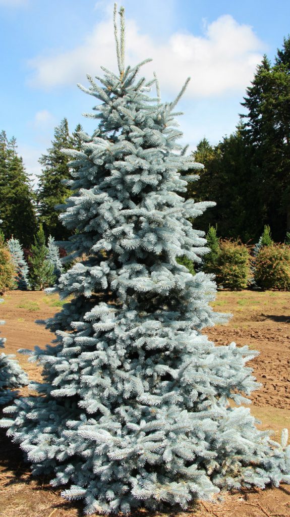 Picea pungens Hoopsii - Molid super-argintiu de vânzare | Copacei.ro ...