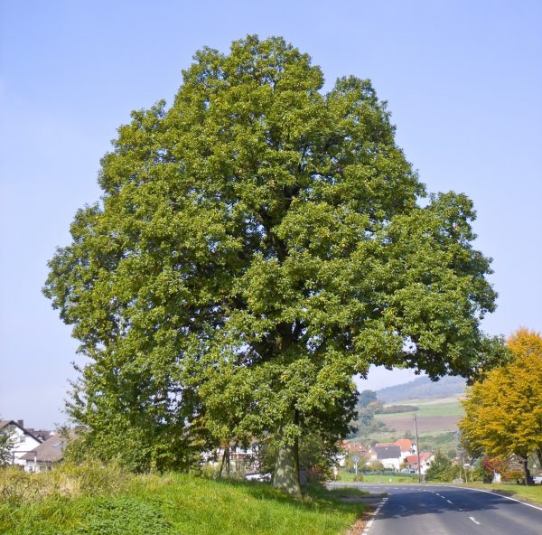 Quercus petraea - Gorun/stejar de vânzare | Copacei.ro - Pepiniera Zalău