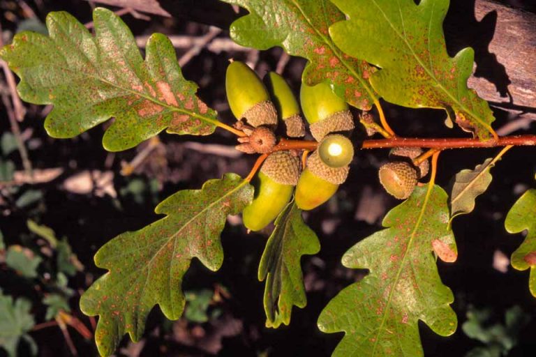 Quercus petraea - Gorun/stejar de vânzare | Copacei.ro - Pepiniera Zalău