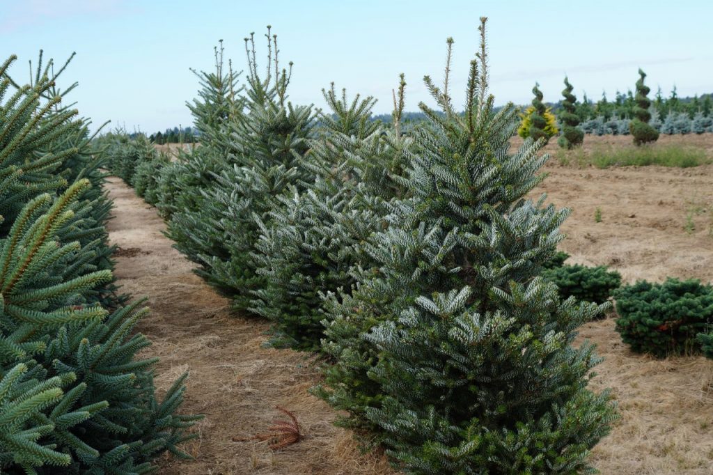 Abies koreana Silberlocke - Brad corean de vânzare | Copacei.ro ...