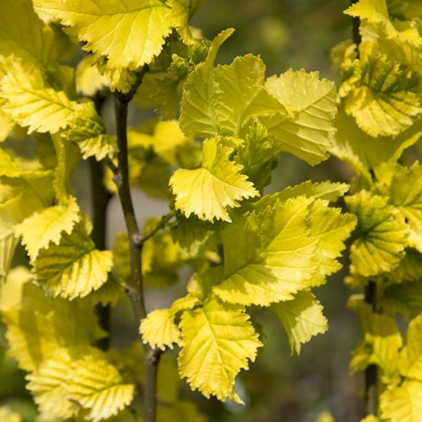 Ulm (Ulmus) de vânzare | Copacei.ro - Pepiniera Zalău