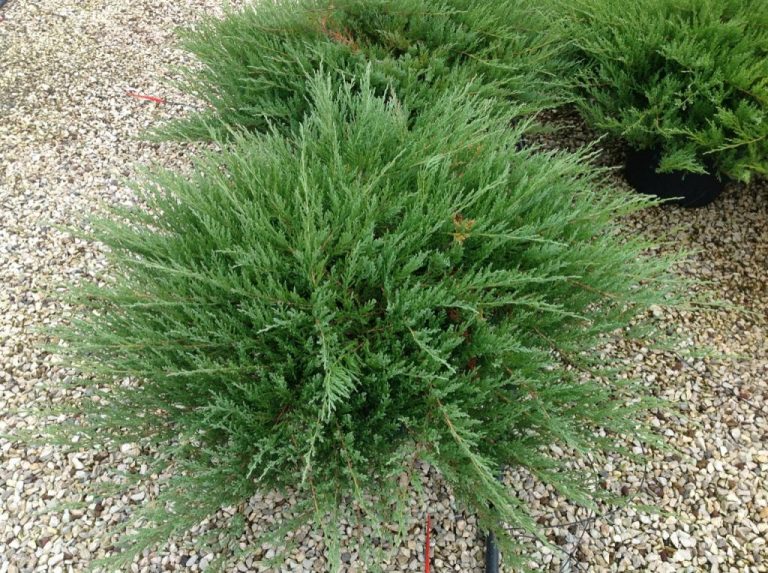 Juniperus horizontalis Andorra Compacta - Ienupăr târâtor de vânzare ...