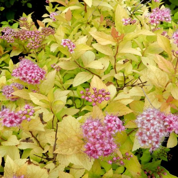 Spiraea Golden Princess - Cununiță aurie de vânzare | Copacei.ro ...