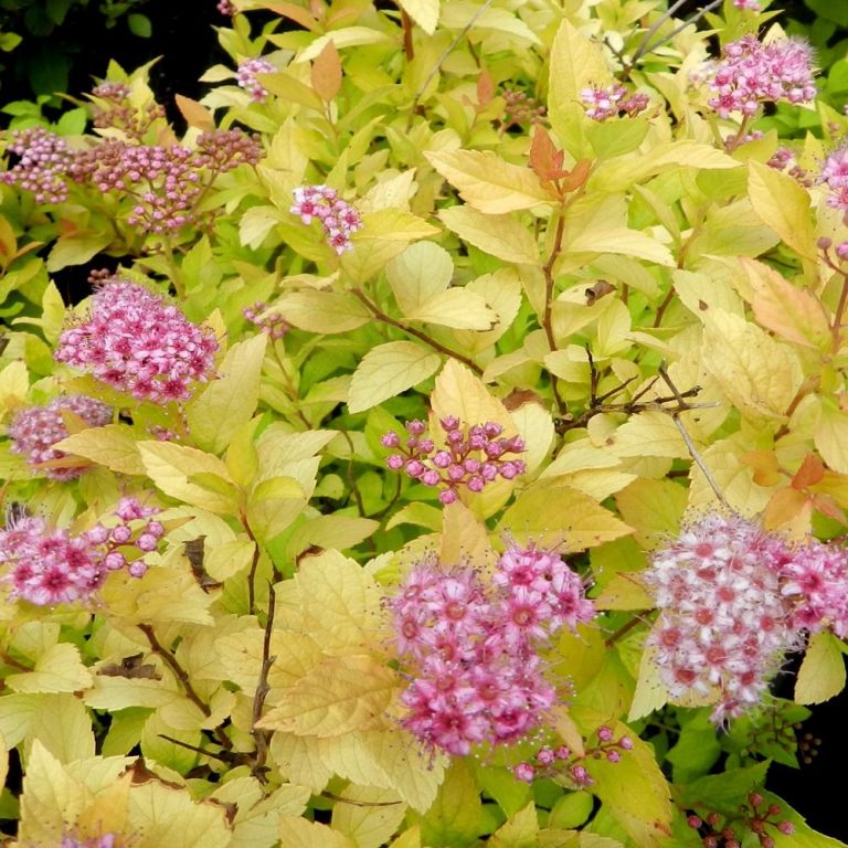 Spiraea Golden Princess - Cununiță aurie de vânzare | Copacei.ro ...