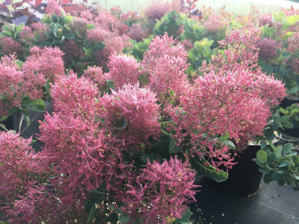 Cotinus Smokey Joe (Scumpie roz) de vânzare | Copacei.ro - Pepiniera Zalău