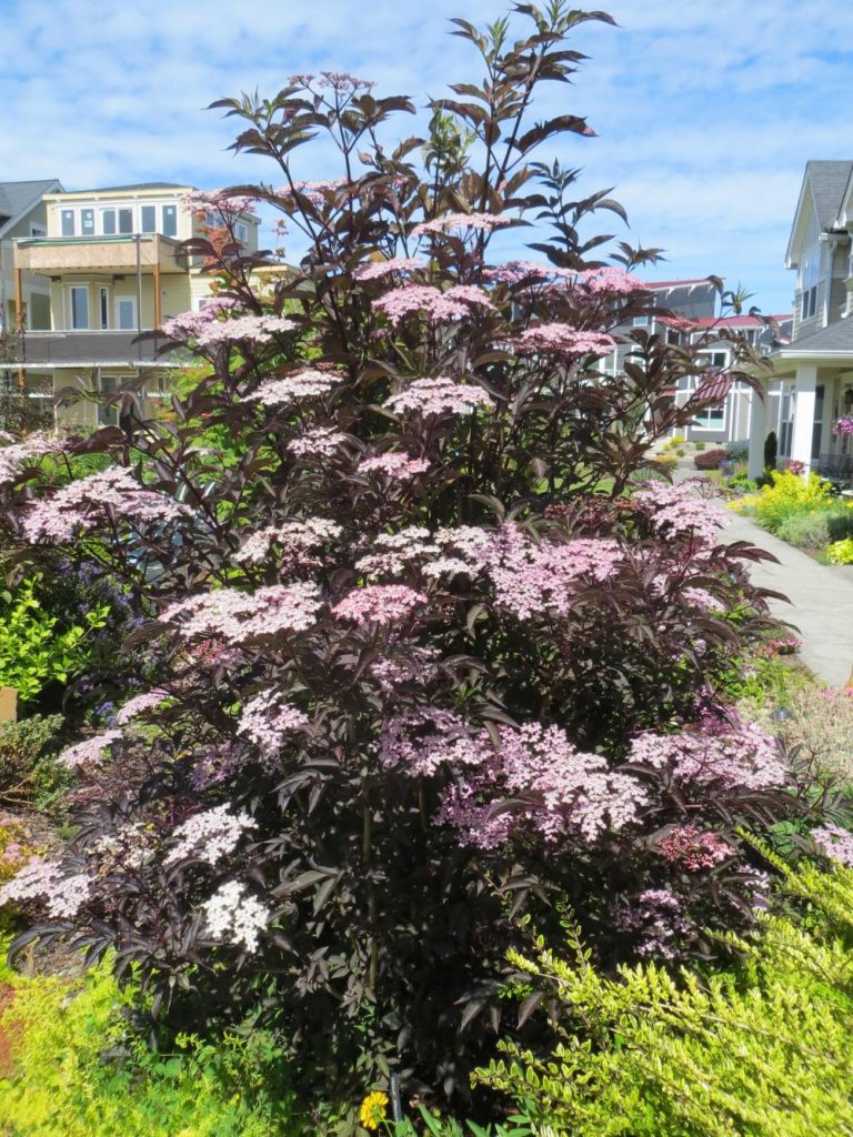 Sambucus Black Tower