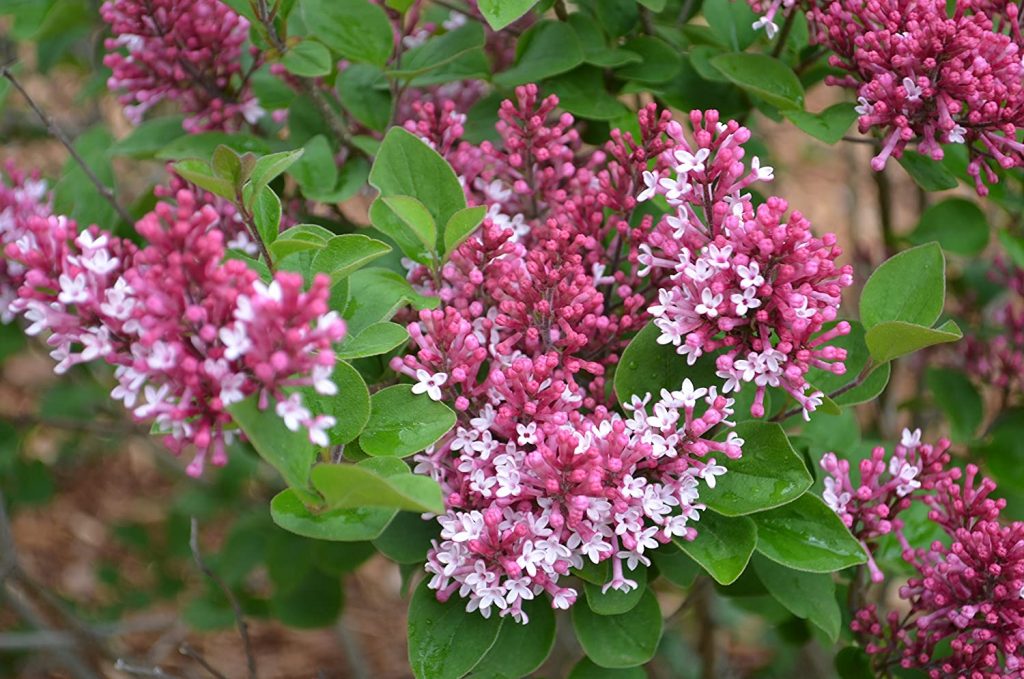 Syringa Tinkerbelle (Liliac) de vânzare | Copacei.ro - Pepiniera Zalău