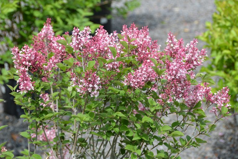 Syringa Tinkerbelle (Liliac) de vânzare | Copacei.ro - Pepiniera Zalău