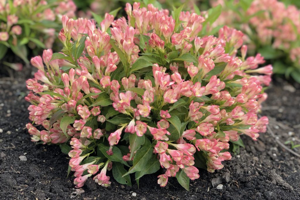 Weigela florida All Summer Peach de vânzare | Copacei.ro - Pepiniera Zalău