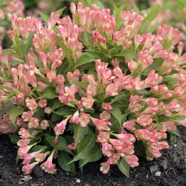 Weigela All Summer Red de vânzare | Copacei.ro - Pepiniera Zalău