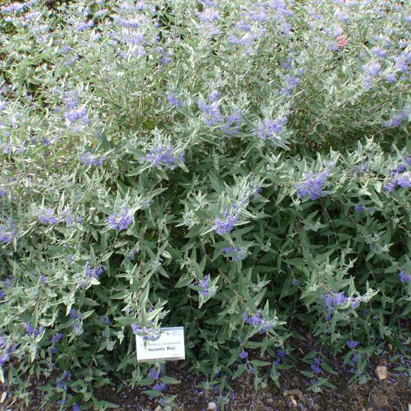 Festuca glauca Sunrise – Iarbă ornamentală | Copacei.ro - Pepiniera Zalău