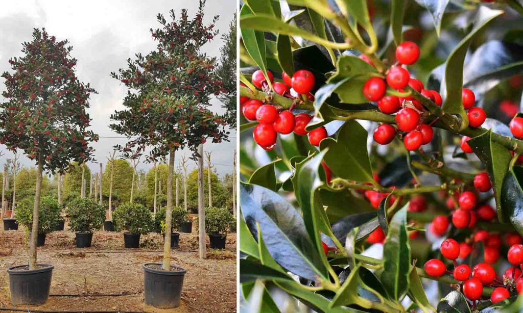 Ilex Nellie R. Stevens - Laur verde cu bobițe roșii de vânzare ...