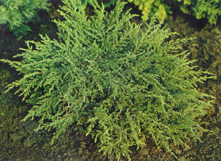 Juniperus communis Repanda (Ienupăr târâtor) de vânzare | Copacei.ro ...