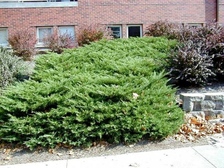 Juniperus pf. Pfitzeriana Compacta - Ienupăr târâtor de vânzare ...