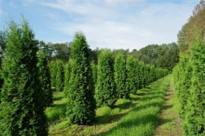 Tuia columnară/piramidală - Thuja Pyramidalis Compacta de vânzare ...