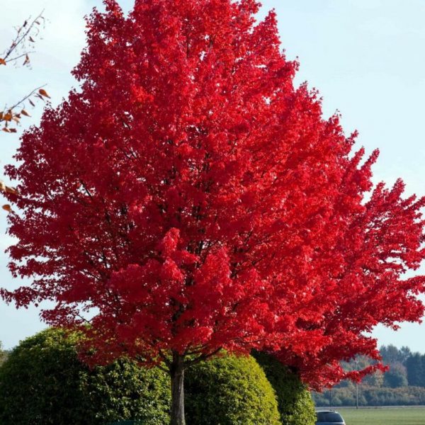 Arțar japonez roșu - Acer palmatum Atropurpureum de vânzare | Copacei ...