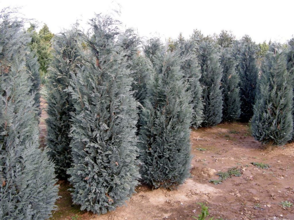 Chiparos argintiu - Chamaecyparis Van Pelt's Blue de vânzare | Copacei ...